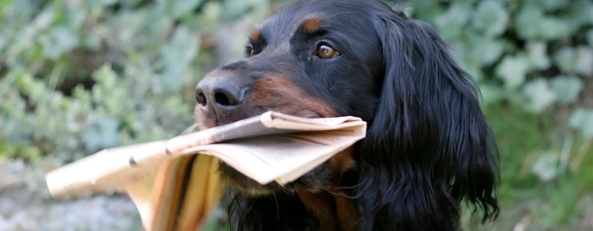 Watch Out, Postal Workers! LA Leads in USPS Dog Bite Cases